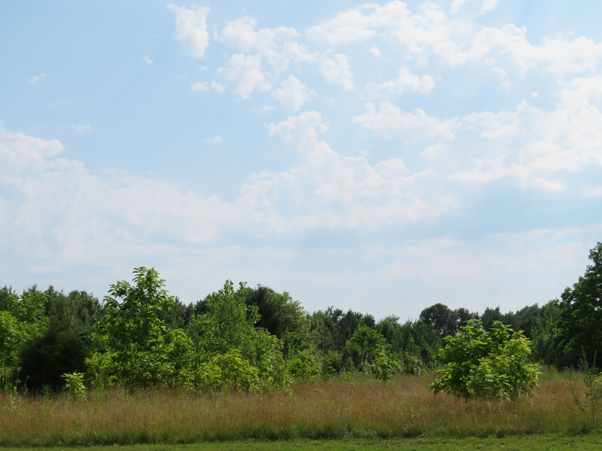 ZMT Books - Author Zephyr Thomas